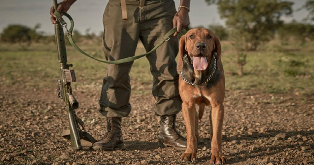 K9 SECURITY UNIT - Trained K9 Dogs and Dog Handlers